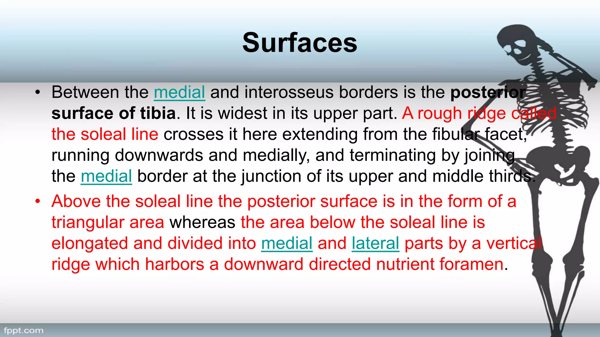 Lec 5 tibia bone | PPTX