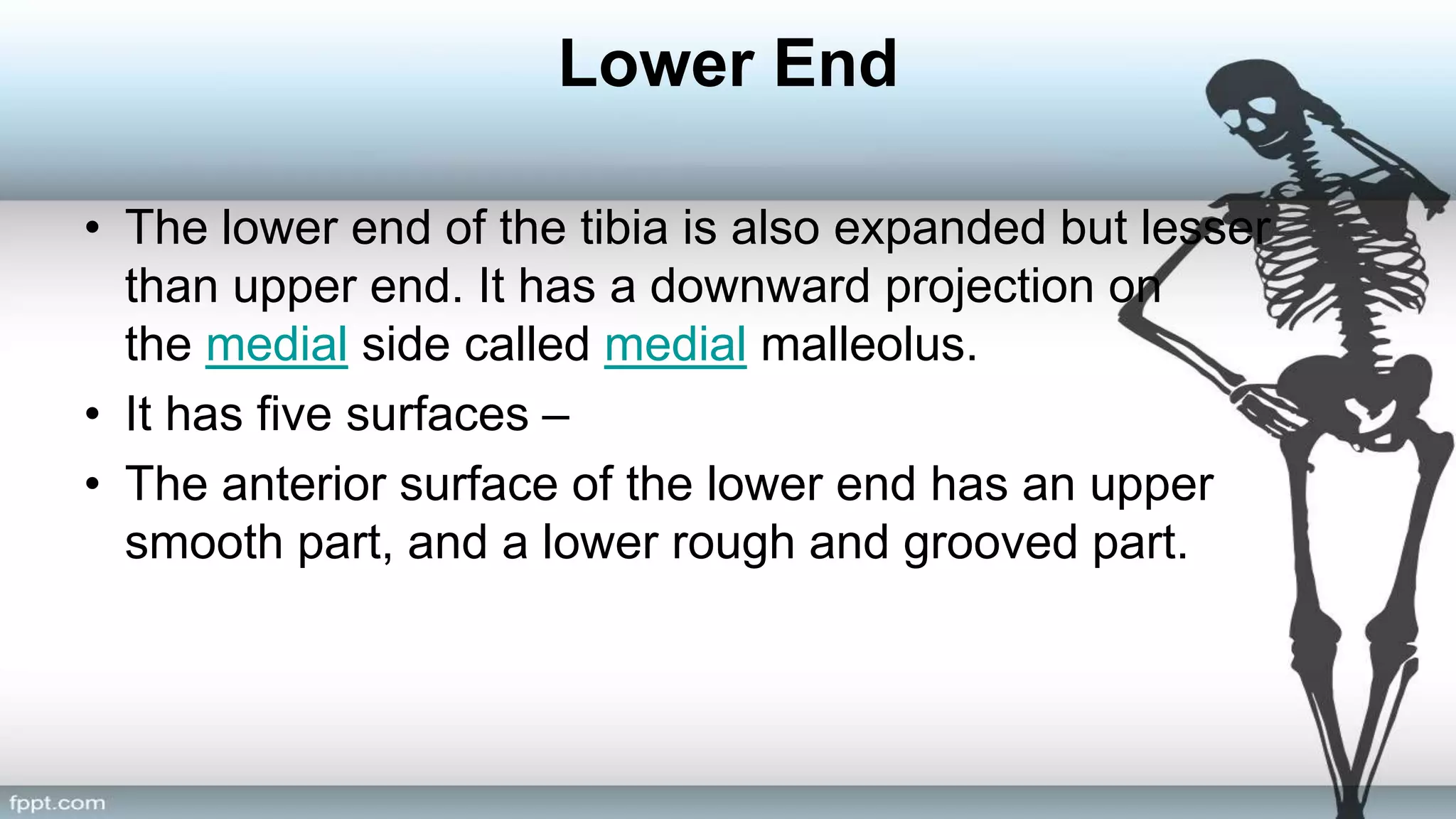 Lec 5 tibia bone | PPTX