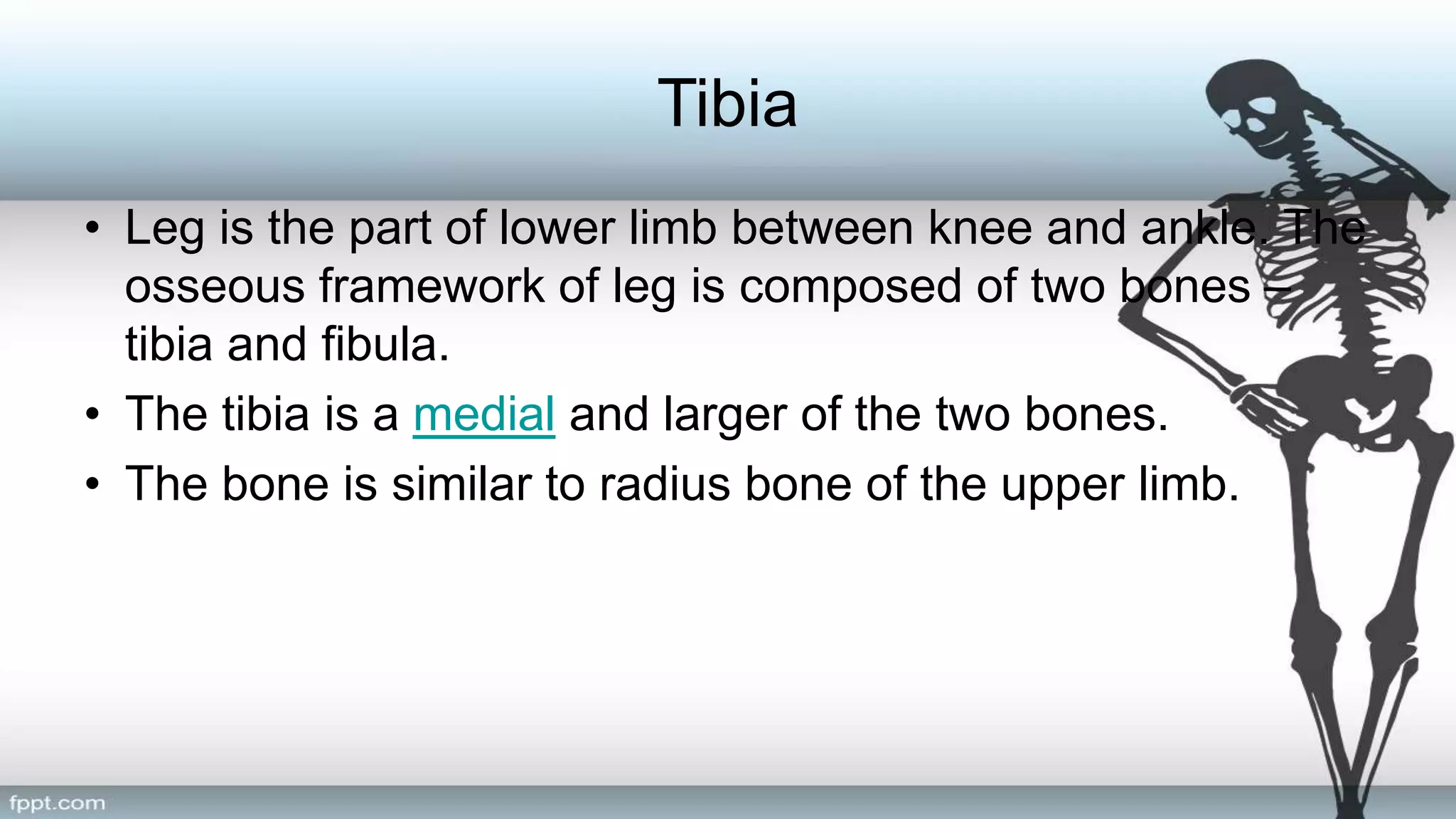 Lec 5 tibia bone | PPTX