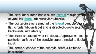 Lec 5 tibia bone | PPTX