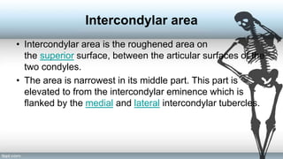 Lec 5 tibia bone | PPTX