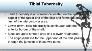 Lec 5 tibia bone | PPTX