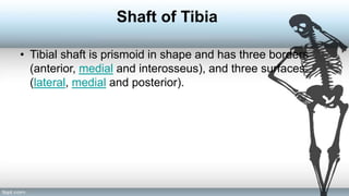 Lec 5 tibia bone | PPTX