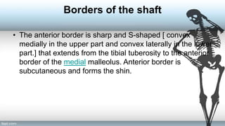 Lec 5 tibia bone | PPTX