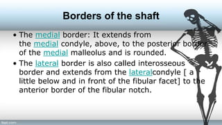 Lec 5 tibia bone | PPTX