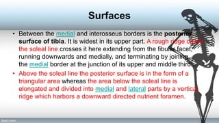 Lec 5 tibia bone | PPTX