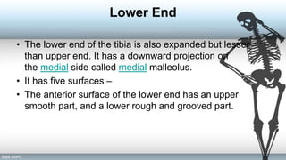 Lec 5 tibia bone | PPTX