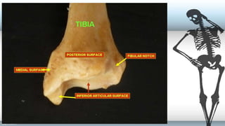 Lec 5 tibia bone | PPTX
