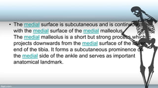 Lec 5 tibia bone | PPTX