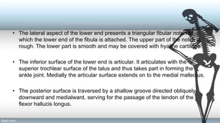 Lec 5 tibia bone | PPTX