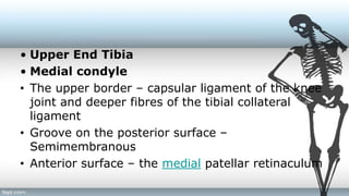 Lec 5 tibia bone | PPTX