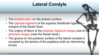 Lec 5 tibia bone | PPTX