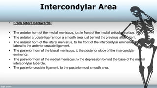Lec 5 tibia bone | PPTX
