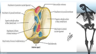 Lec 5 tibia bone | PPTX