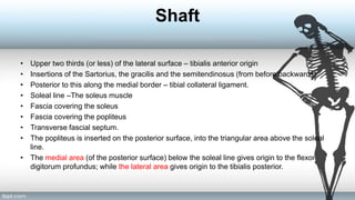Lec 5 tibia bone | PPTX