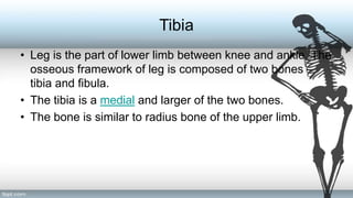 Lec 5 tibia bone | PPTX