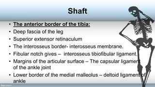 Lec 5 tibia bone | PPTX