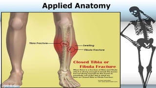 Lec 5 tibia bone | PPTX