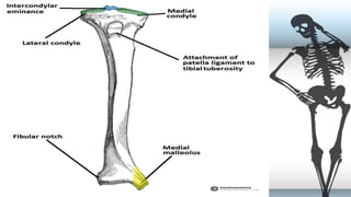 Lec 5 tibia bone | PPTX