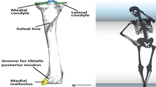 Lec 5 tibia bone | PPTX