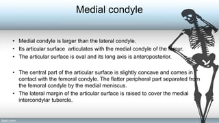 Lec 5 tibia bone | PPTX