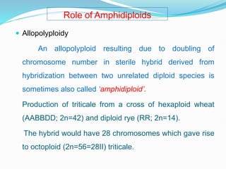 role of ampidiploid.pptx