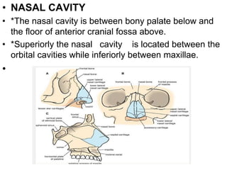 Lecture six of head and neck anamtomy.ppt