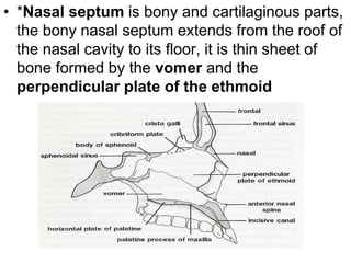 Lecture six of head and neck anamtomy.ppt