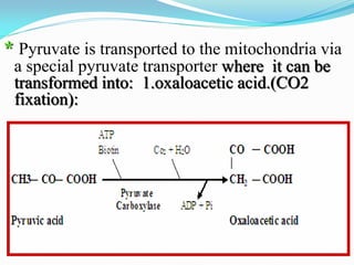Lec 6 level 3-nu(carbohydrate metabolism ii) | PDF