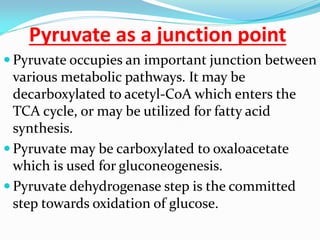 Lec 6 level 3-nu(carbohydrate metabolism ii) | PDF