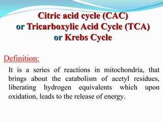 Lec 6 level 3-nu(carbohydrate metabolism ii) | PDF