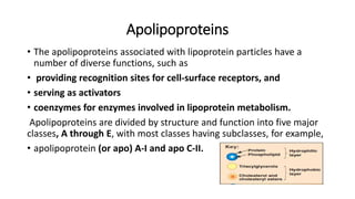 Lipoproteins , Lec 62. | PPTX | Endocrine and Metabolic Diseases ...