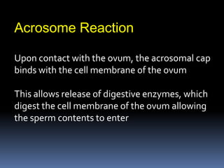 Lec62 (reproductive system male) | PPTX