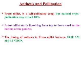 Floral biology, anthesis, pollination in prosomillet | PPTX