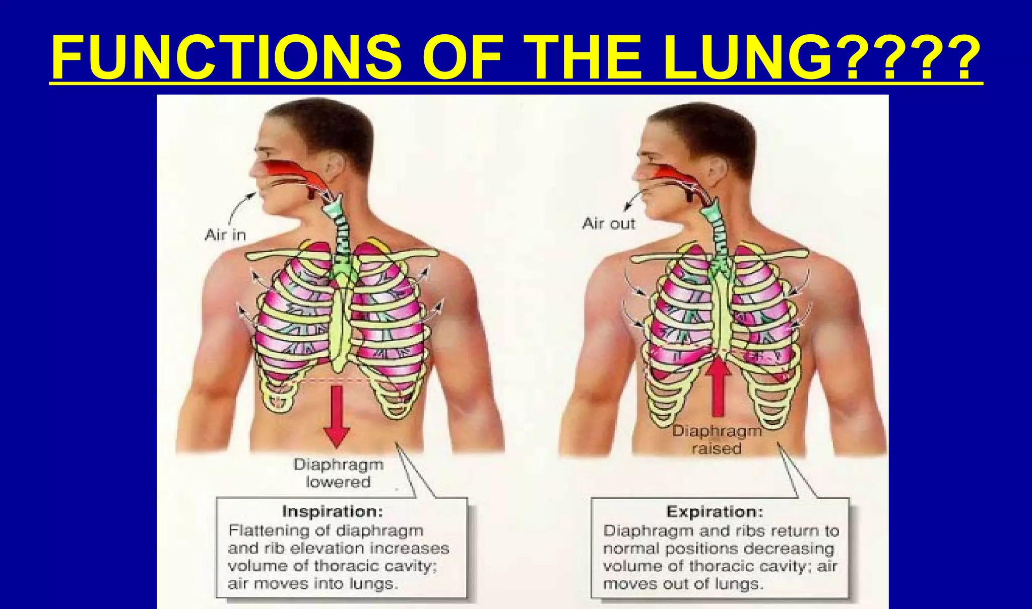 Lec 6b resp Physiology of Exercise | PPT