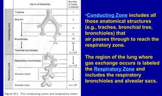 Lec 6b resp Physiology of Exercise | PPT
