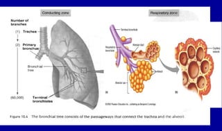 Lec 6b resp Physiology of Exercise | PPT