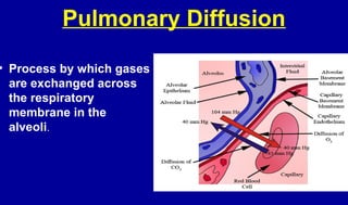 Lec 6b resp Physiology of Exercise | PPT