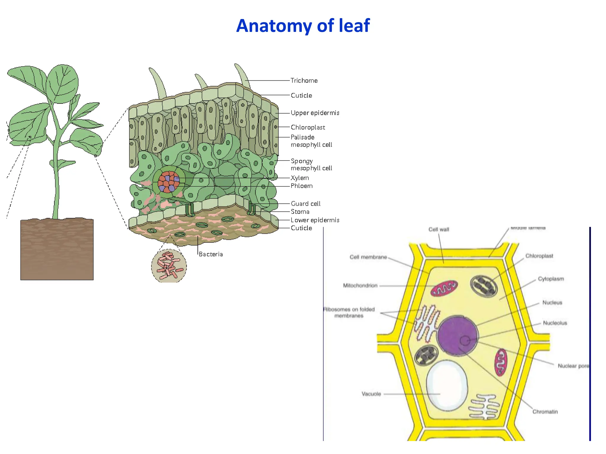 Plant pathology role of enzymes in plants disease | PPTX