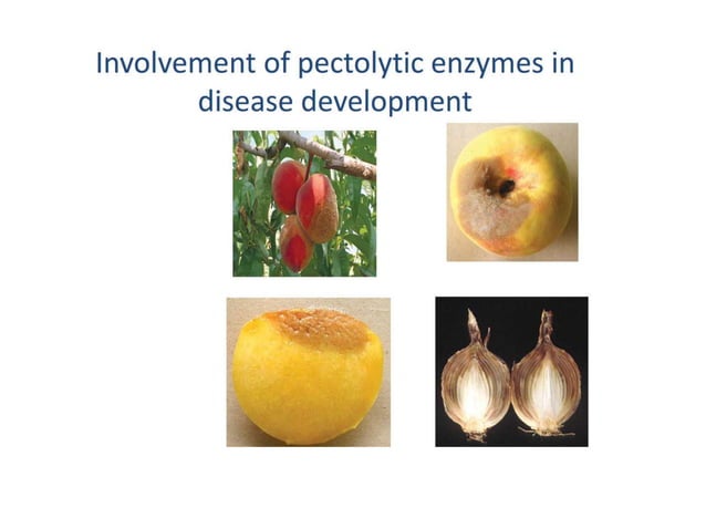 Plant pathology role of enzymes in plants disease | PPTX | Gardening ...