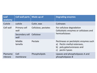 Plant pathology role of enzymes in plants disease | PPTX