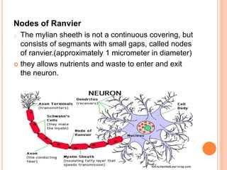 lec 6 neurons.ppt