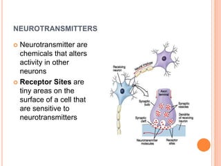 lec 6 neurons.ppt