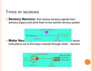 lec 6 neurons.ppt