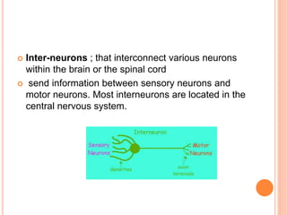 lec 6 neurons.ppt