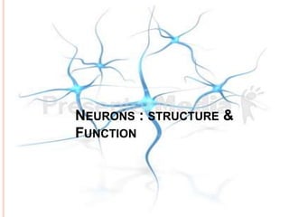 lec 6 neurons.ppt