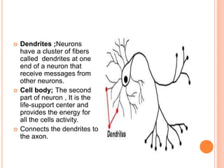 lec 6 neurons.ppt