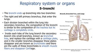 Respiratory system | PPT | Lung and Respiratory Health | Diseases and ...
