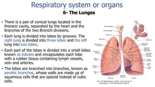 Respiratory system | PPT | Lung and Respiratory Health | Diseases and ...