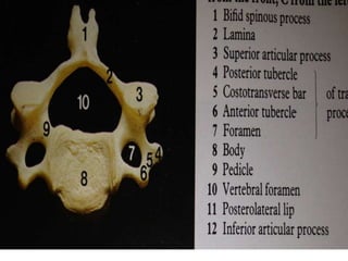 Lecture seven of head and neck anatomy.ppt